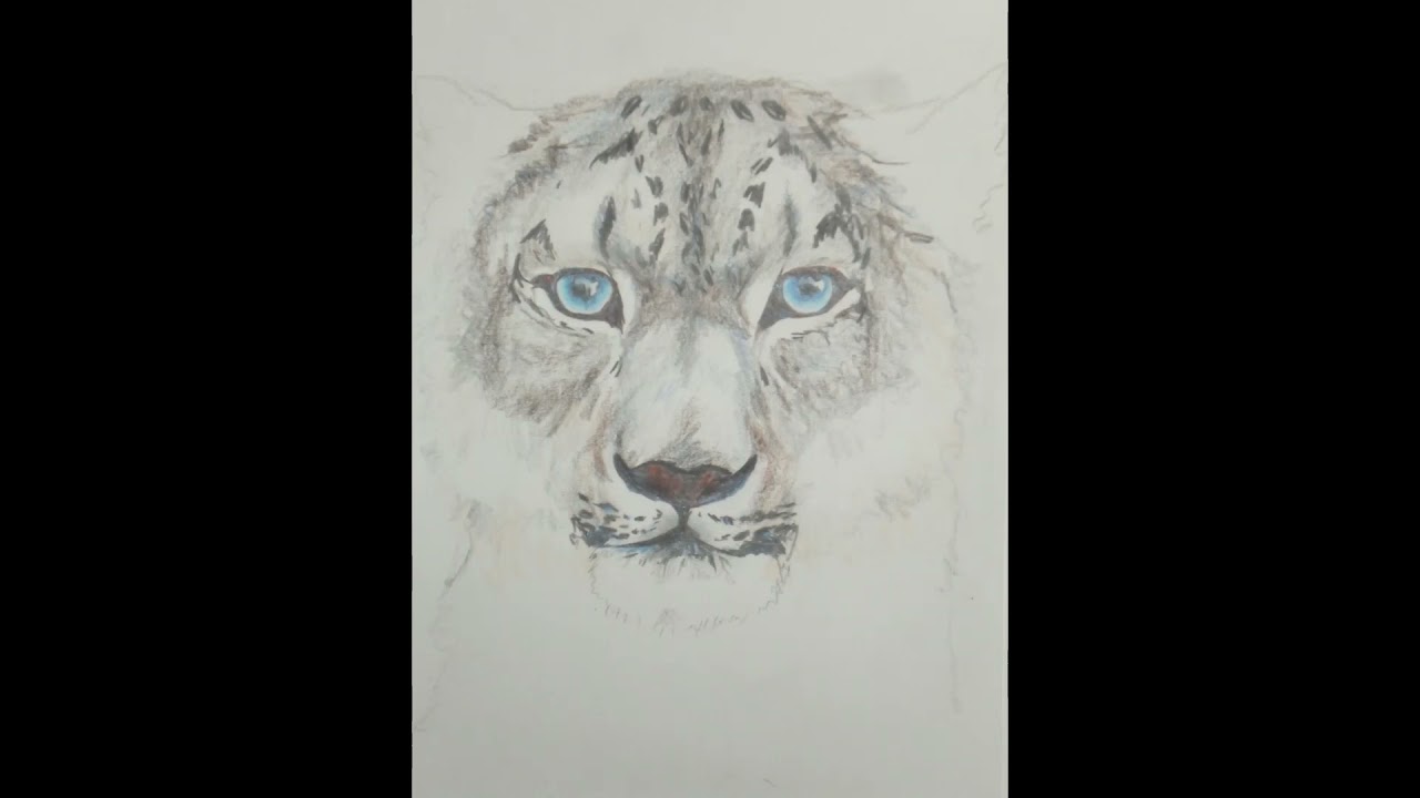 Comment je dessine une panthère des neiges.