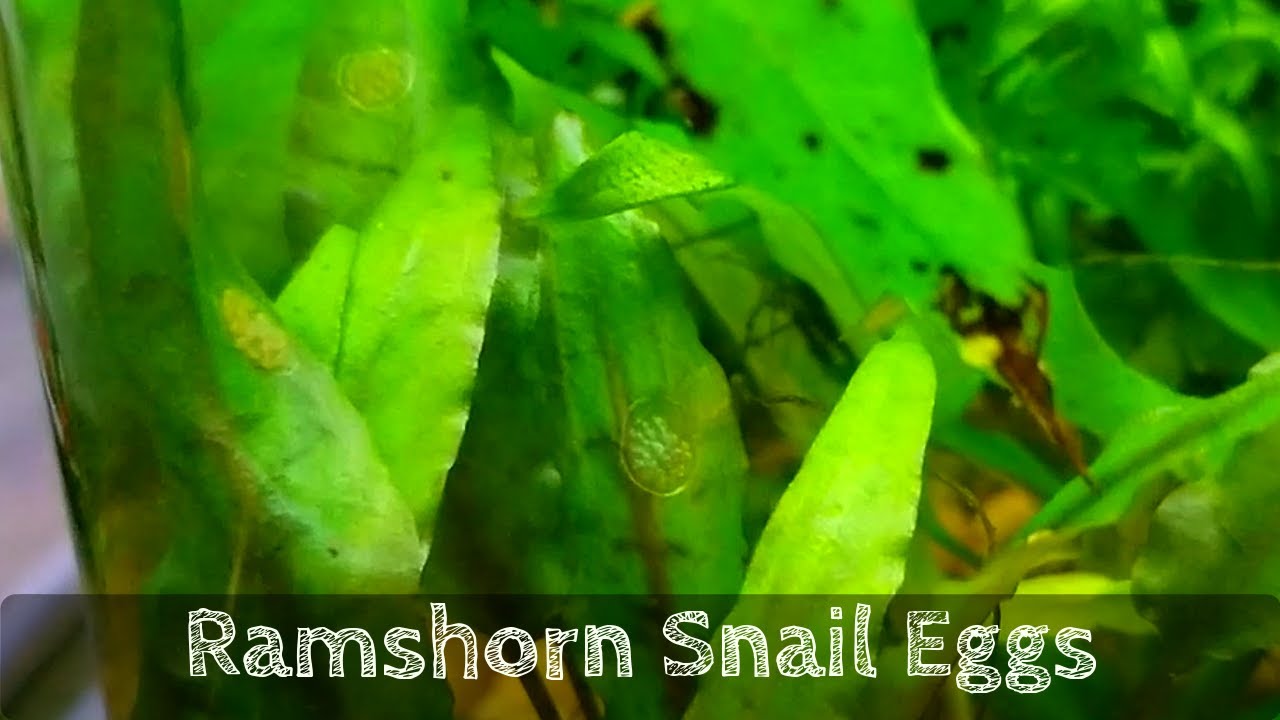 Ramshorn Snail Eggs Identification