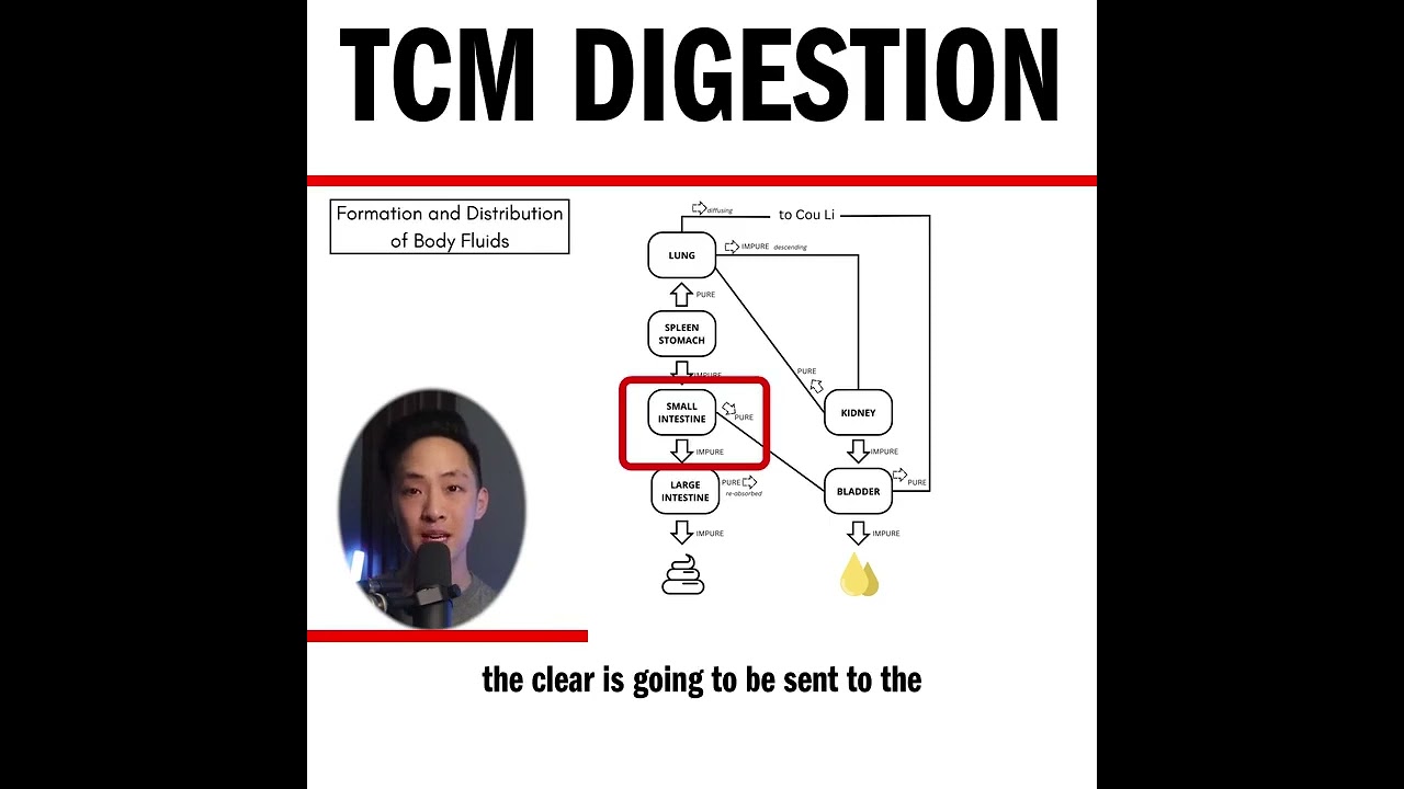 How does Qi transformation work? How is digestion explained in TCM? #tcmstudent #acupuncturist #acu
