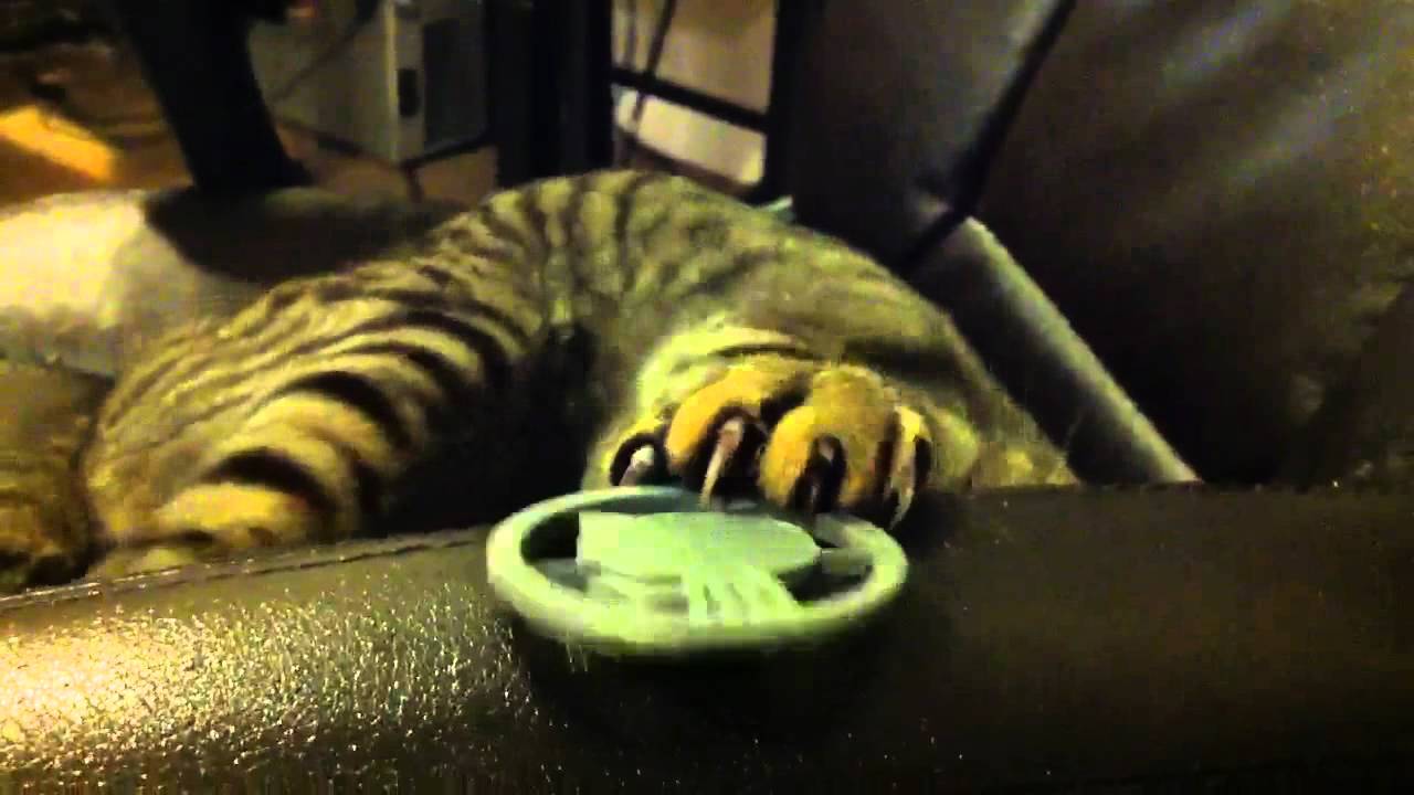 Cat loves Github Octocat