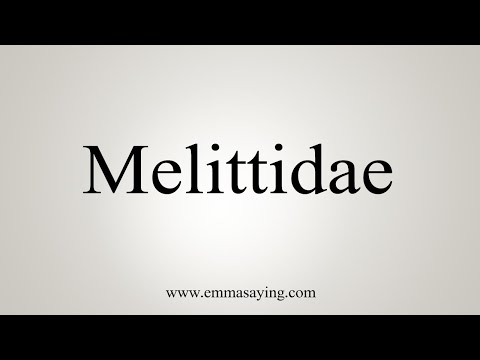 How To Say Melittidae