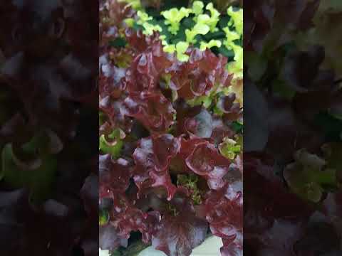 beautiful red lettuce.