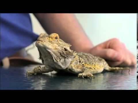Dr. Geiler and Spike-.mov