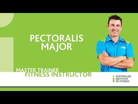 Pectoralis Major
