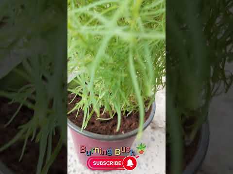 Kochia \ Burning Bush 🌱🪴 #plants #ytshorts #shortvideo #shortfeed #gardening #garden #viral