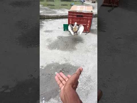 pigeon training #pigeons #reaction #publicreaction #kabutar #pigeonshorts #trendingshorts