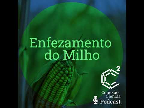 Conexão Enfezamento do Milho - Episódio 1
