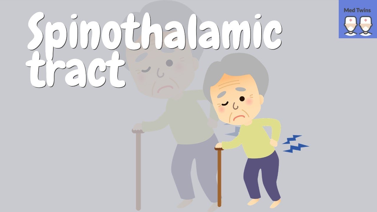 Spinothalamic tract simplified [made easy]