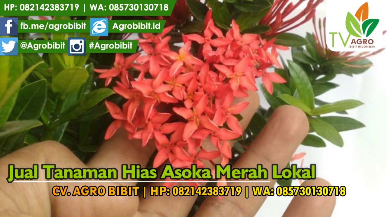 Jual Tanaman Hias Asoka Merah Lokal