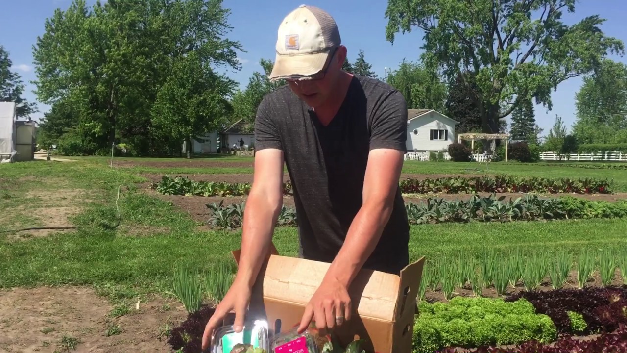 Unpacking the CSA Box - Spring CSA 2017 Week 5