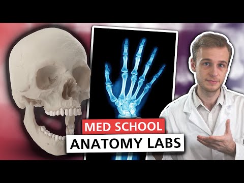 Anatomy Labs | Your Life At Med School