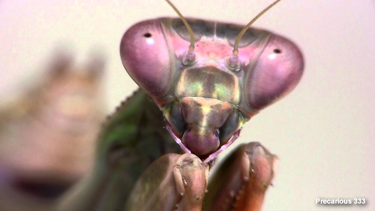 Double Shield Mantis - color variations