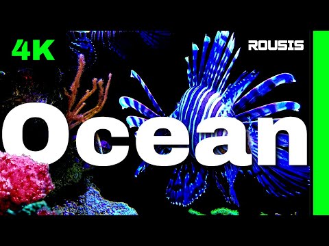 Ocean Documentary 4K Underwater Relaxation