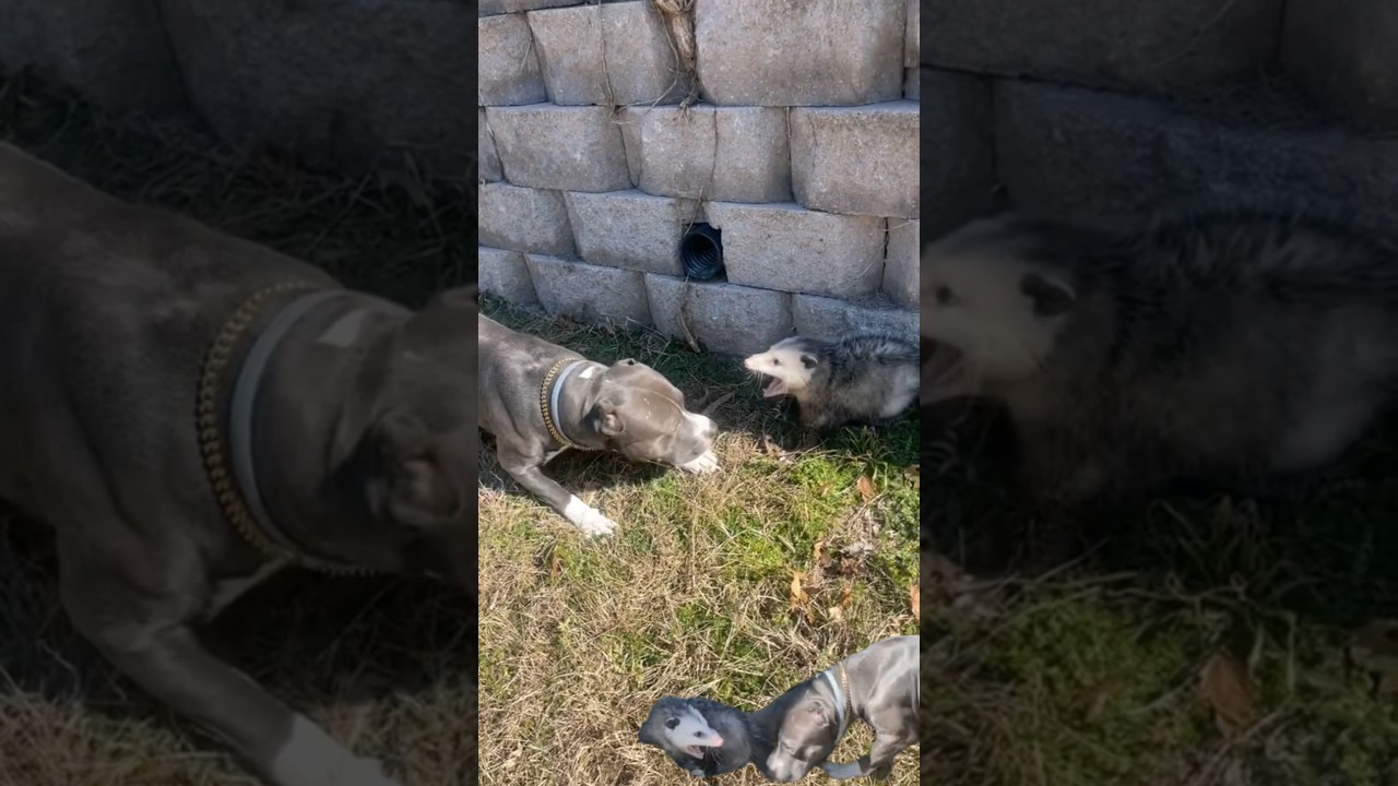 when a possum meets a pitbull!!
