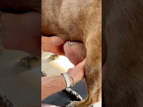🐶What to do when your dog has a tumor.