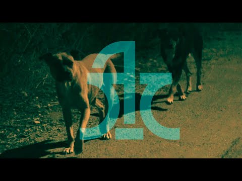 Logos Timis (Λόγος Τιμής) - Songs, Events and Music Stats | Viberate.com