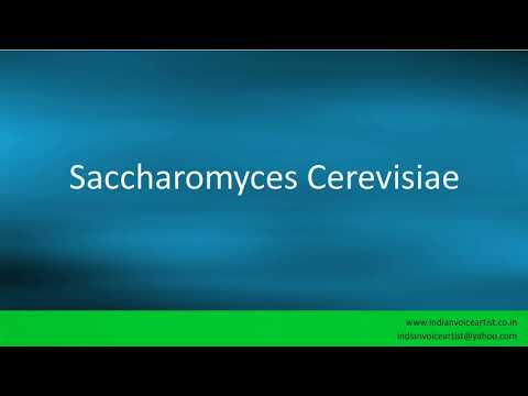 Pronunciation of the word(s) "Saccharomyces Cerevisiae".