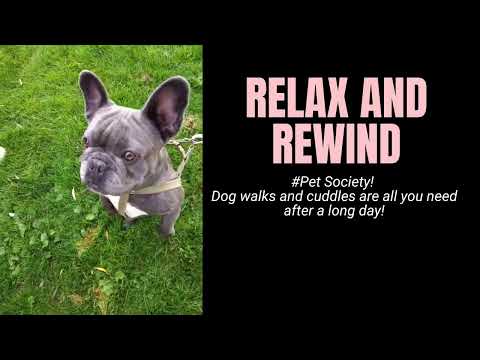 A Day In Surrey Vet School