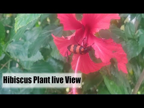 Gudhal |Hibiscus | Hibiscus Plant live View (HINDI/URDU) Hibiscus flower | Noun | گل گڑھل کے فائدے🌺