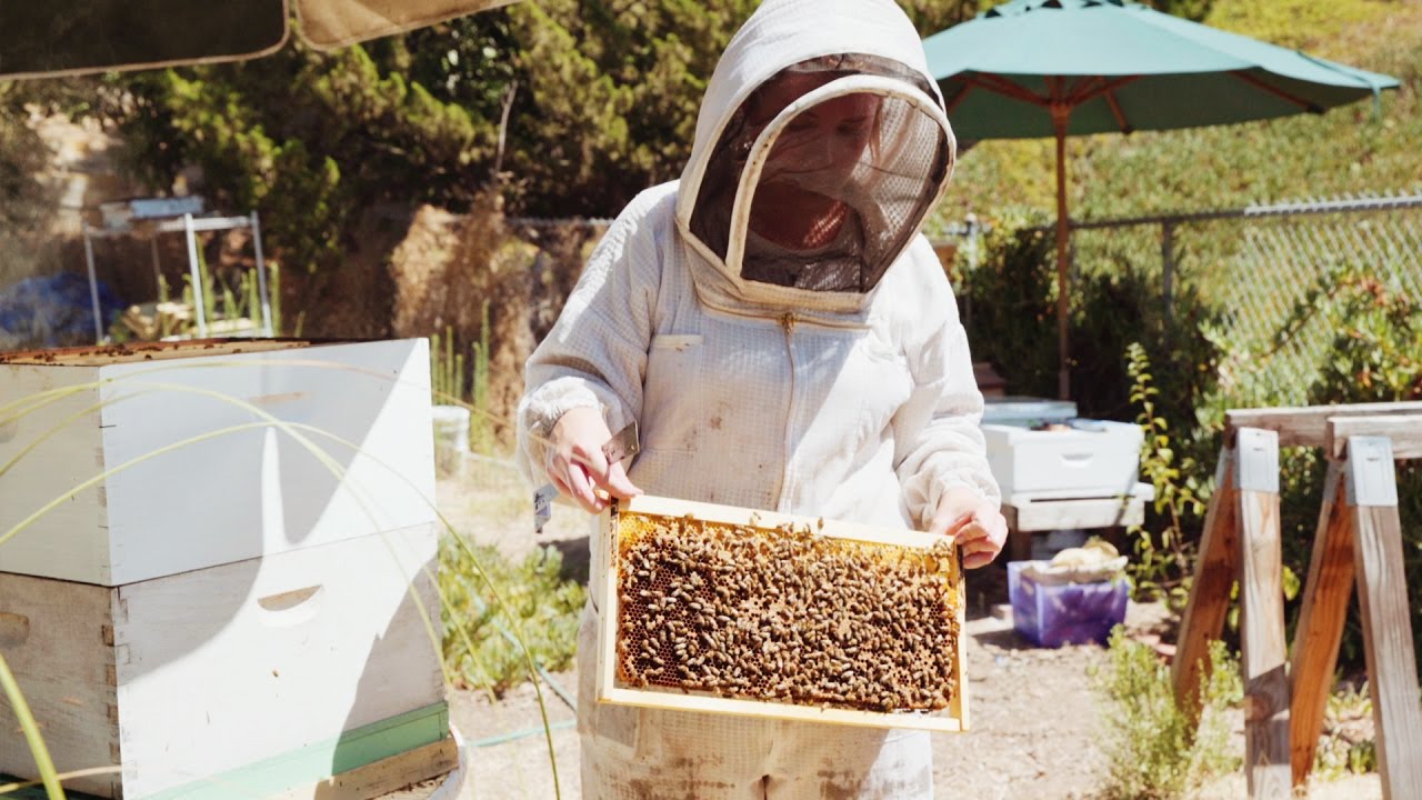 Learn how to listen to your bees with Hilary Kearney, Girl Next Door Honey (video)