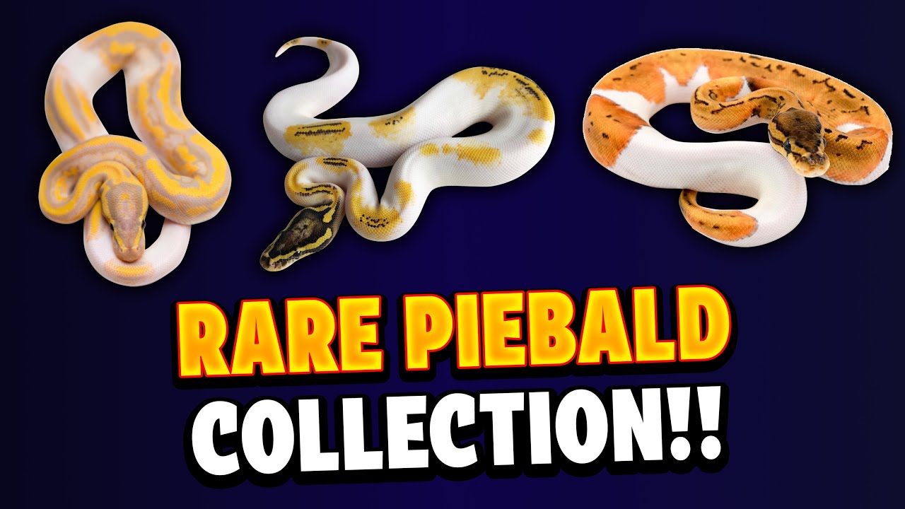 My Entire Piebald Collection!!!