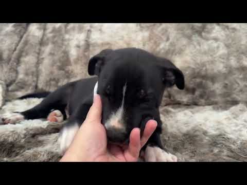 Dog for adoption - Tubby Tickle ~ Local Boy, a Labrador Retriever ...