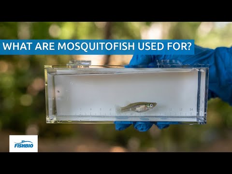 What are mosquitofish used for?