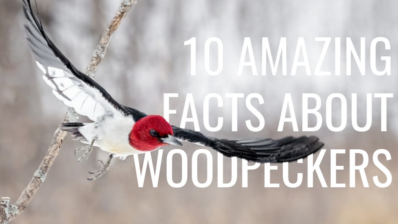 10 Amazing Facts About Woodpeckers (Pecking, Tongue, Hearing, Nest, Diet Sound/Song/Call, Bird Edit)
