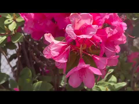 Biennial kinds of flowers blooms