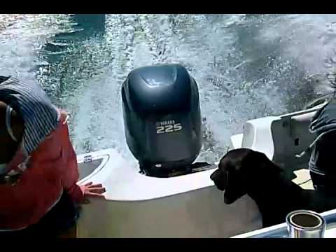 sea chaser 2100 cc