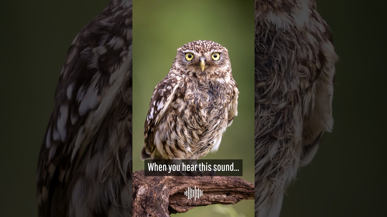 Do you know the sound of a little owl? #birdsounds #birding #bird #littleowl #owl