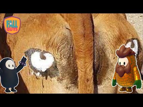Steam Community :: Video :: THE DEADLIEST OCTOPUS AND COW BUTTS || Fall ...