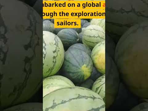 🍉 Watermelons caught the attention of ancient Romans