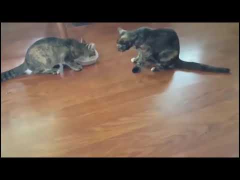 Funny things about animals