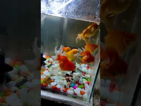 Gold Fishes - Wholesale Price & Mandi Rate for Golden Fish in India