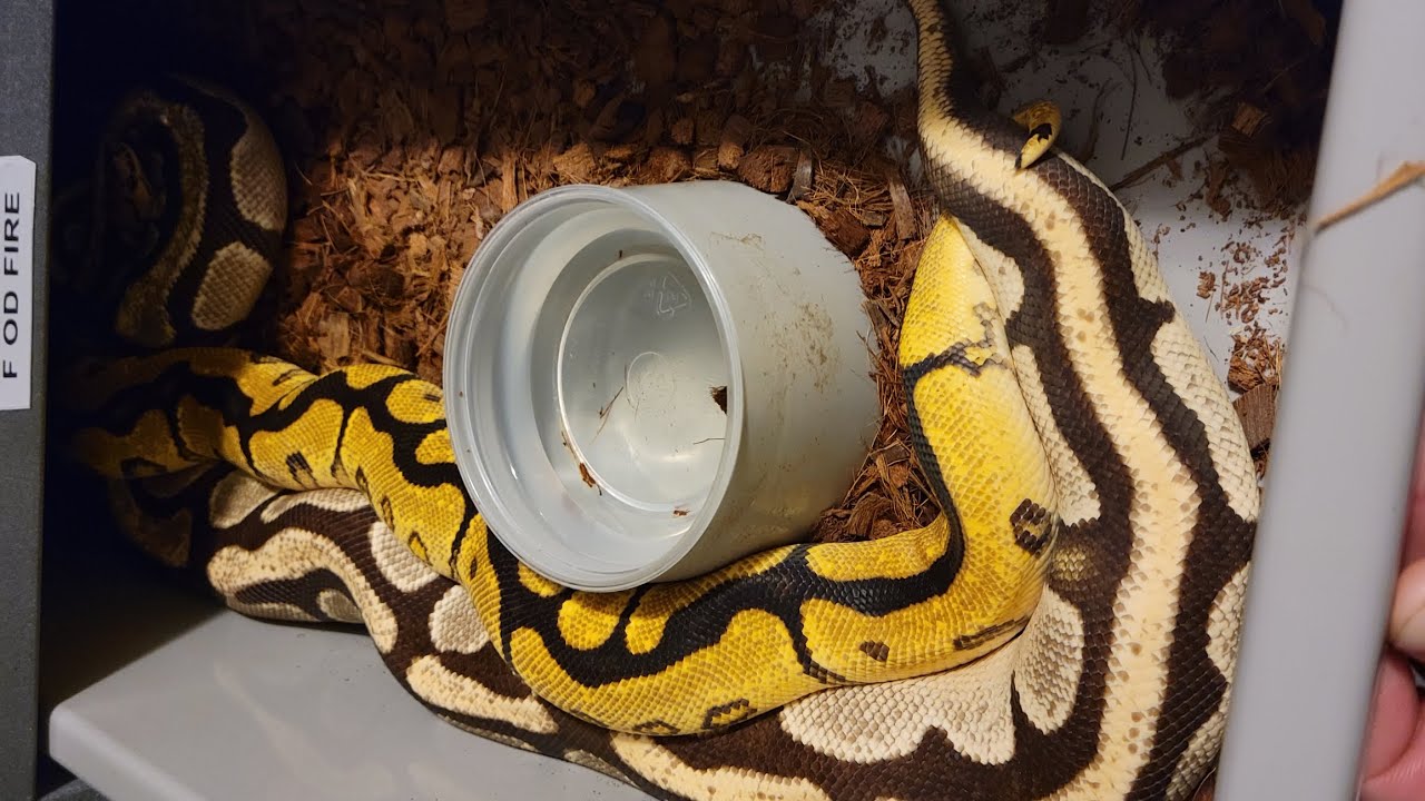 Ball python breeding plans 2023!!