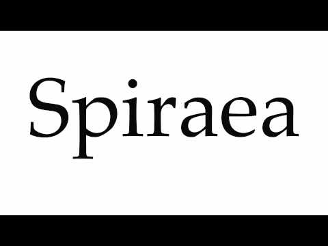 How to Pronounce Spiraea