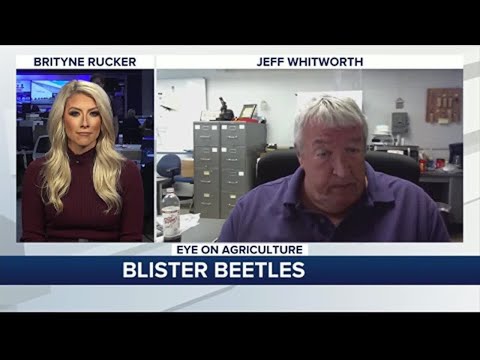 The Bister Beetle, what they are and how to handle them