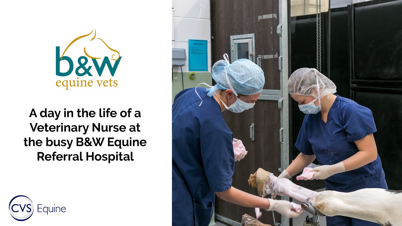 A day in the life of an Equine Veterinary Nurse