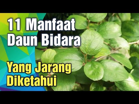 11 Manfaat Tanaman Daun Bidara Yang Jarang Diketahui.