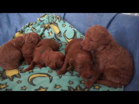 Scarlett's Red Australian Labradoodles