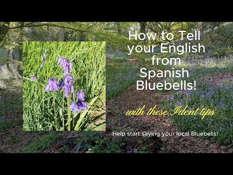 English Bluebell vs The Spanish Bluebell