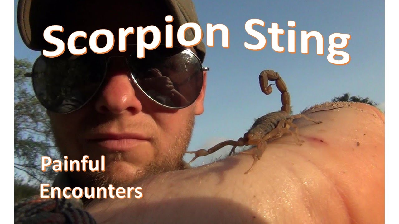 Painful Encounters: The Bark Scorpion