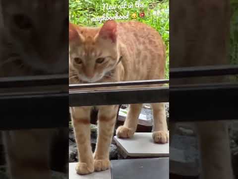 🇱🇰New cat in the neighborhood 🐱 #srilanka #cat