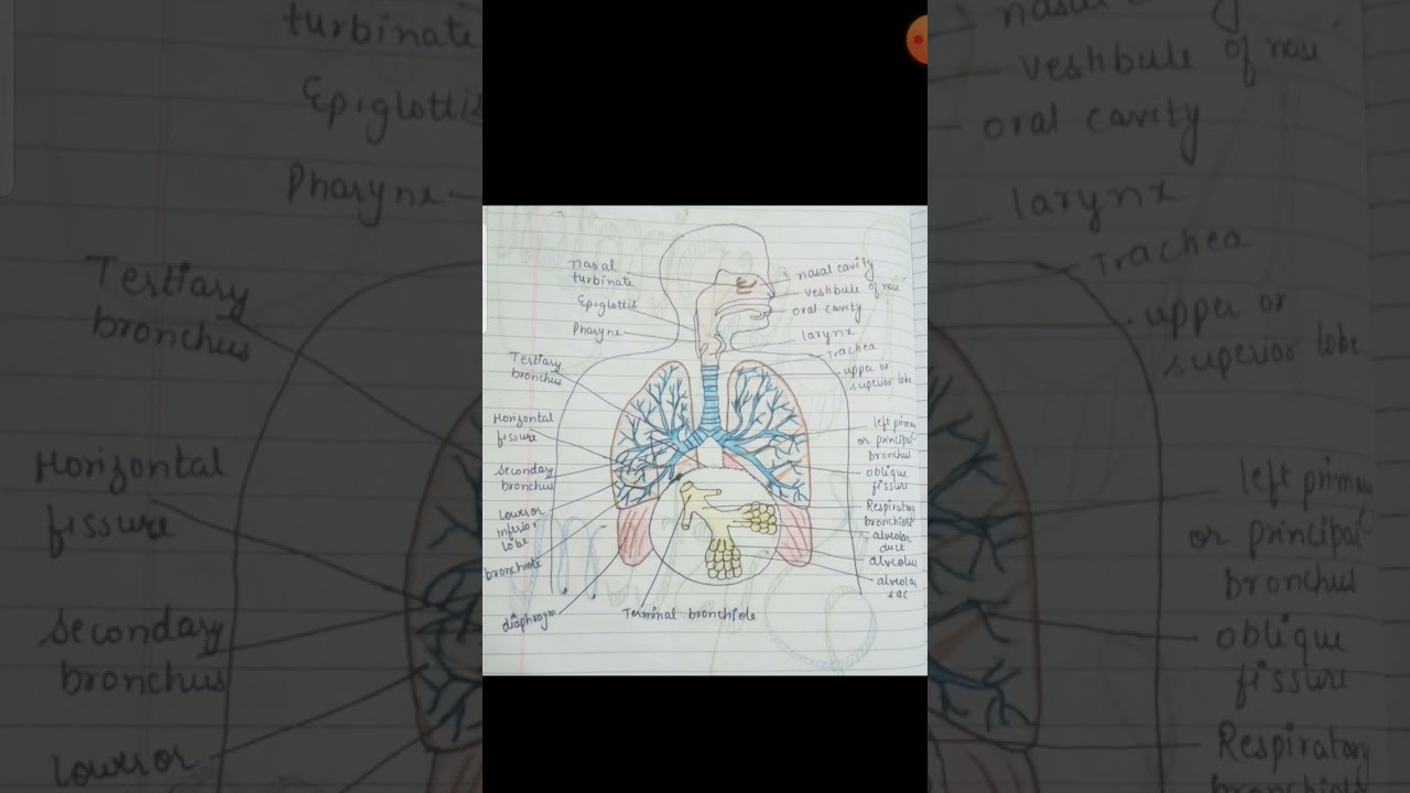 Respiratory system diagram/ Anatomy and physiology