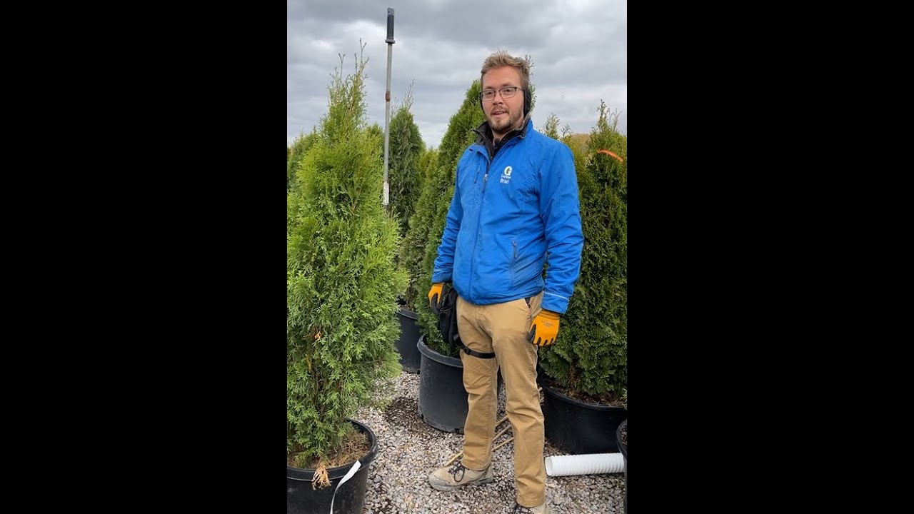 Two methods to protect evergreens during winter