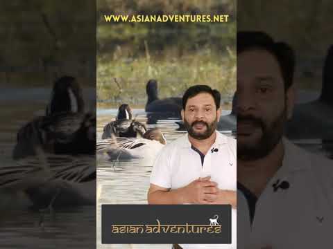 Nalsarovar Bird Sanctuary Near Ahmedabad | Birdwatching Tours Near Nalsarovar