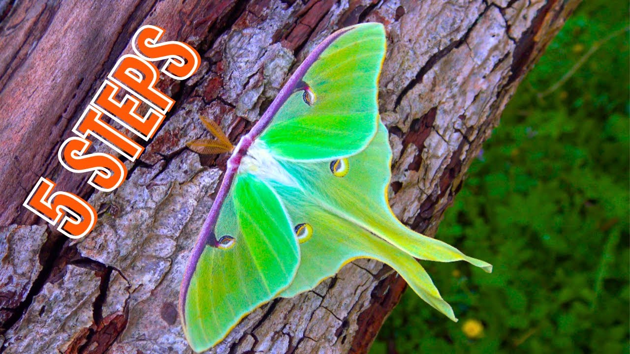 Luna Moth Care: BREEDING TUTORIAL [5 Steps!!] /  Actias luna