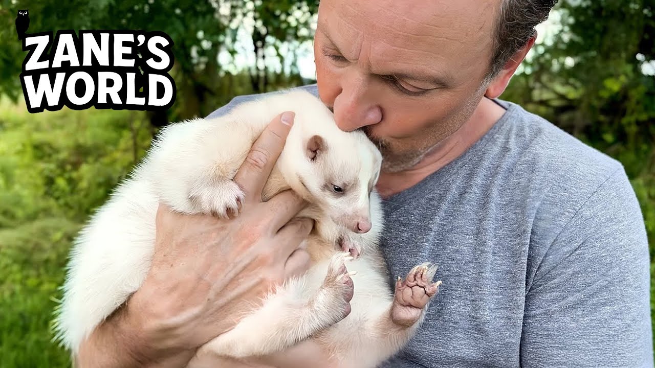 Kissing a White Skunk!