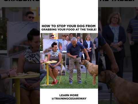 How to stop your dog from grabbing food at the table! #dog #cesarmillan #dogtraining